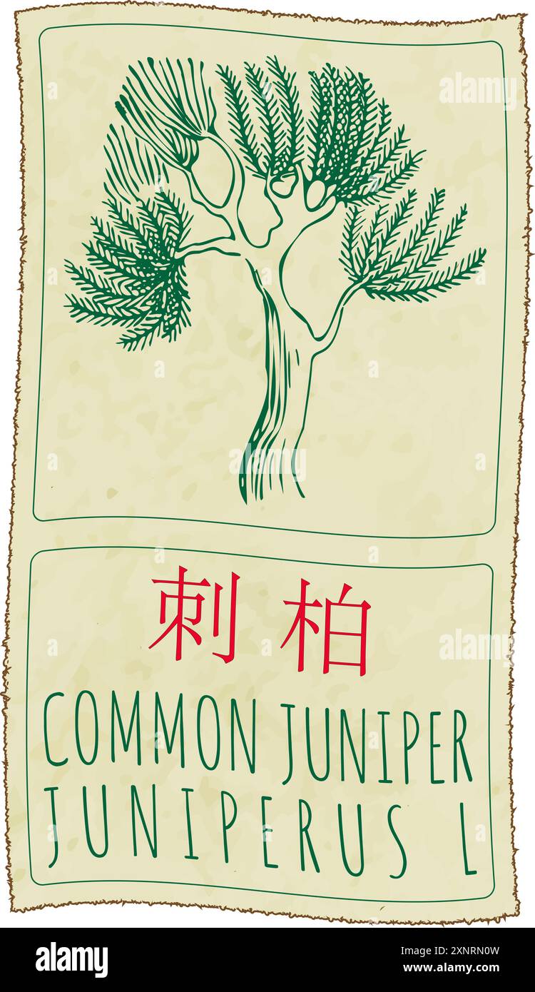 Vector drawing COMMON JUNIPER in Chinese. Hand drawn illustration ...