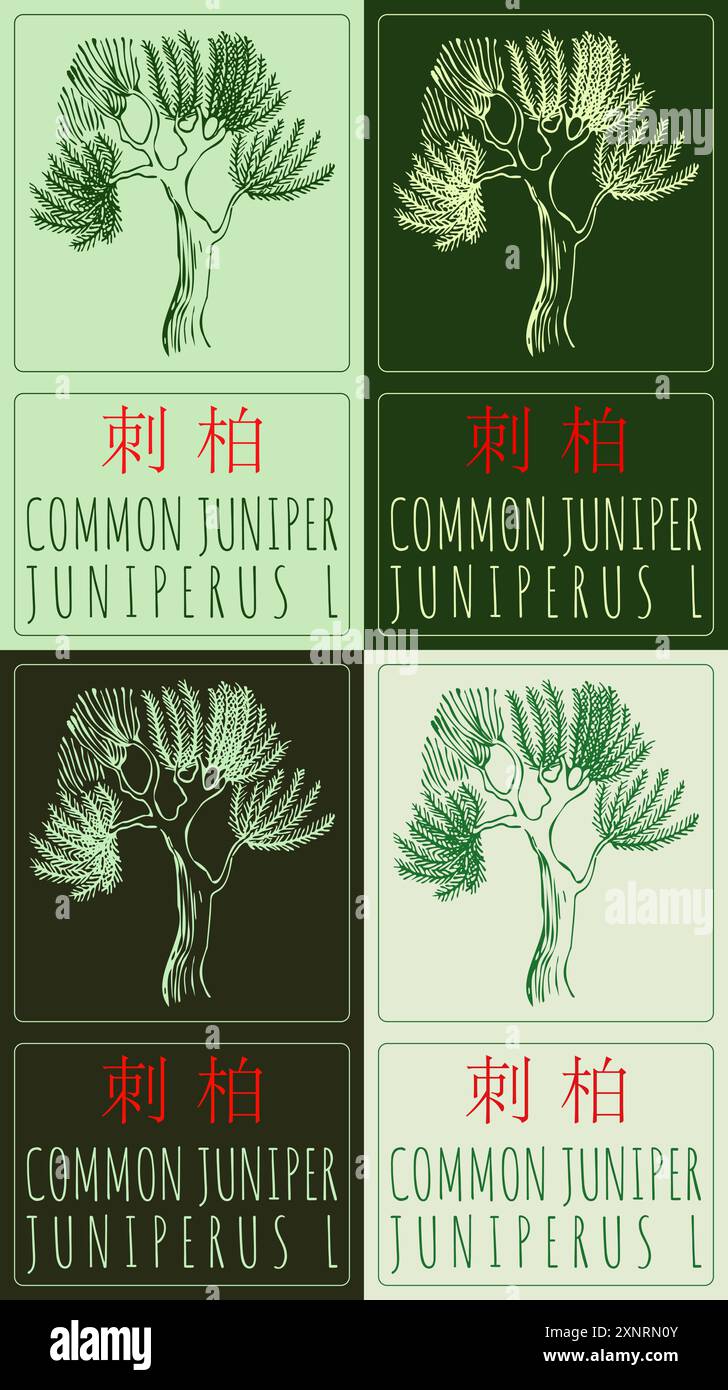 Common juniper tree Stock Vector Images - Alamy