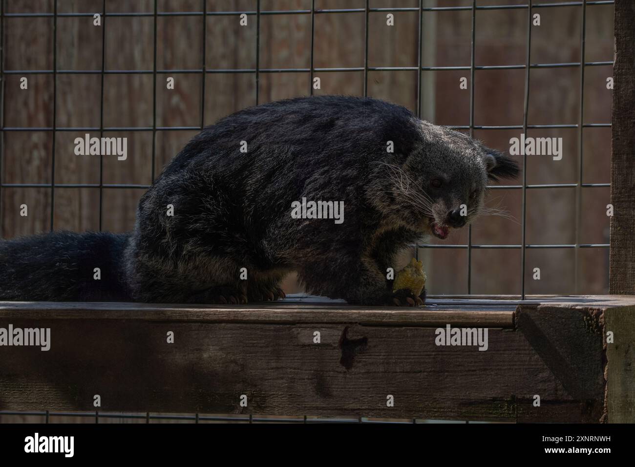 Binturong behavior hi-res stock photography and images - Alamy