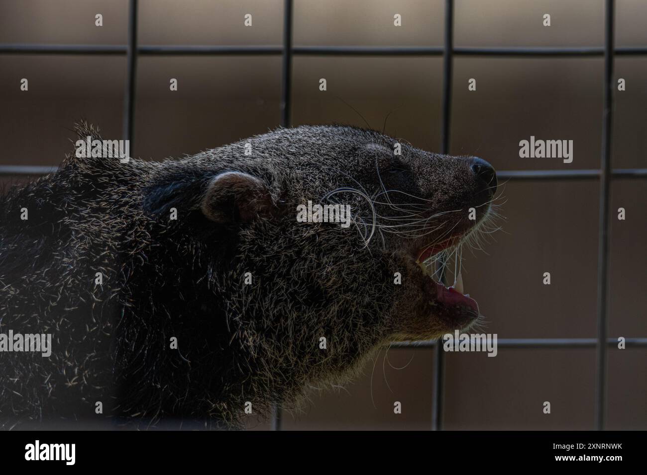 Binturong behavior hi-res stock photography and images - Alamy