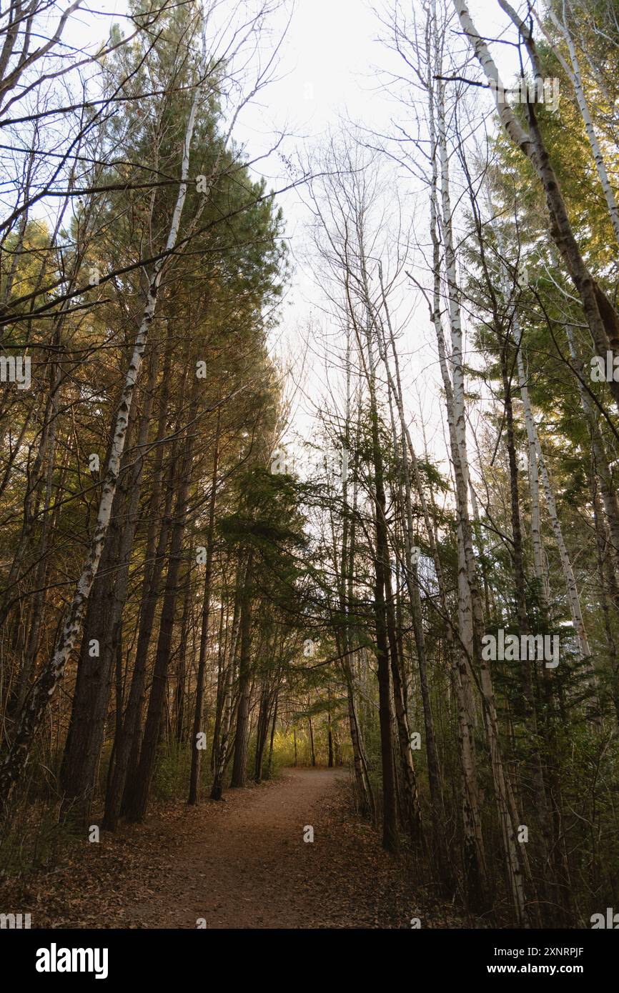 Walking in between the Tall Trees Stock Photo - Alamy
