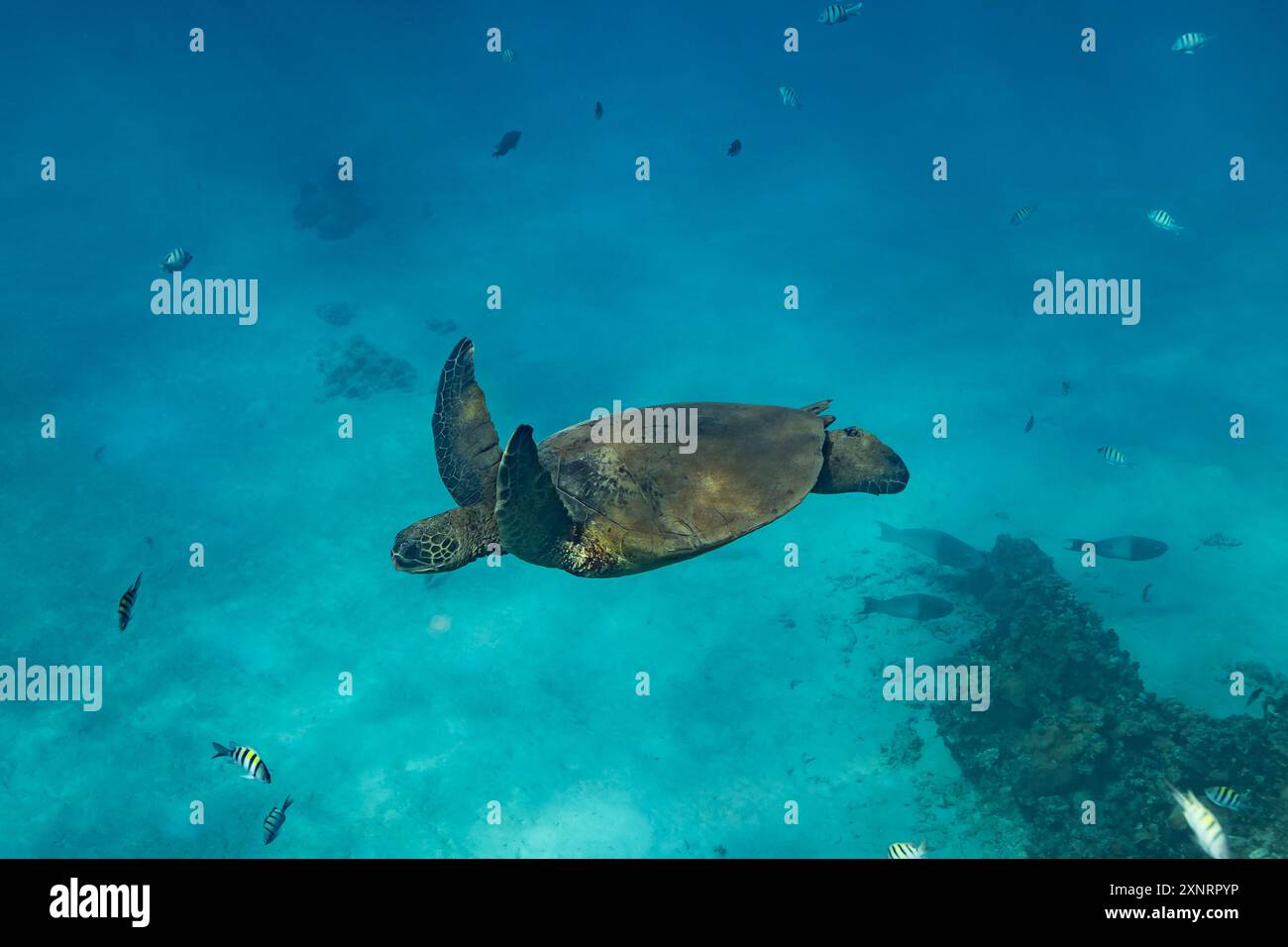 Up close with turtle and fish in Hawaii waters Stock Photo - Alamy
