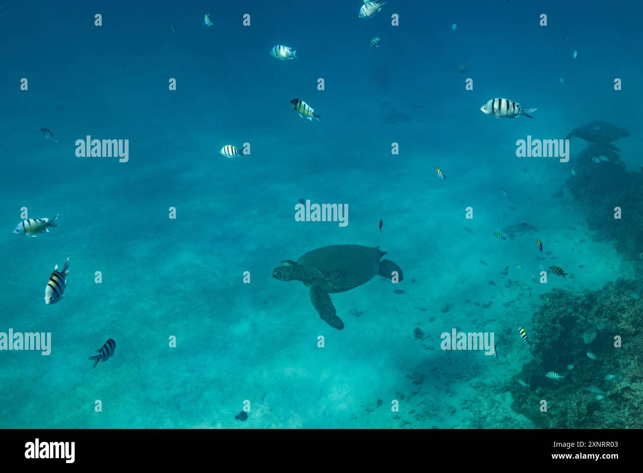 Turtles and fish hi-res stock photography and images - Alamy