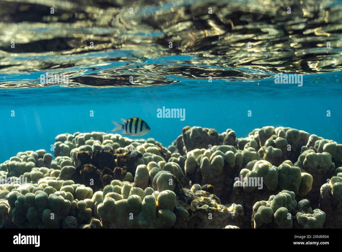 Fish swims above the coral reef in shallow hawaii waters Stock Photo ...