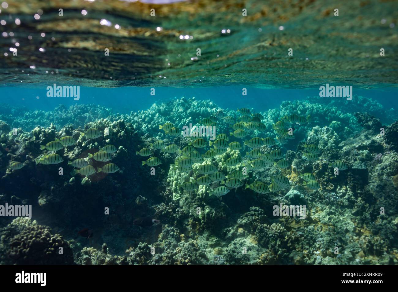 Live reef fish hi-res stock photography and images - Alamy