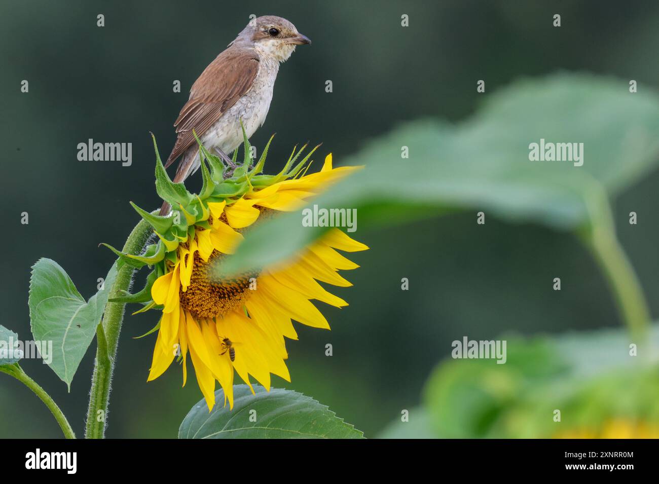 Ingbird hi-res stock photography and images - Alamy