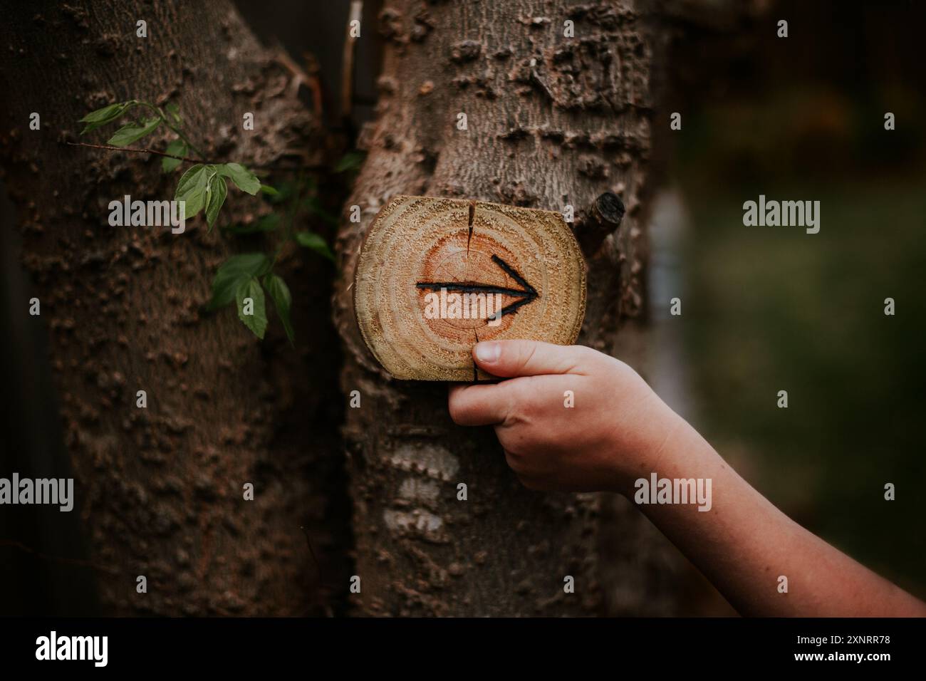 Hand holding an arrow on a tree in the woods Stock Photo - Alamy
