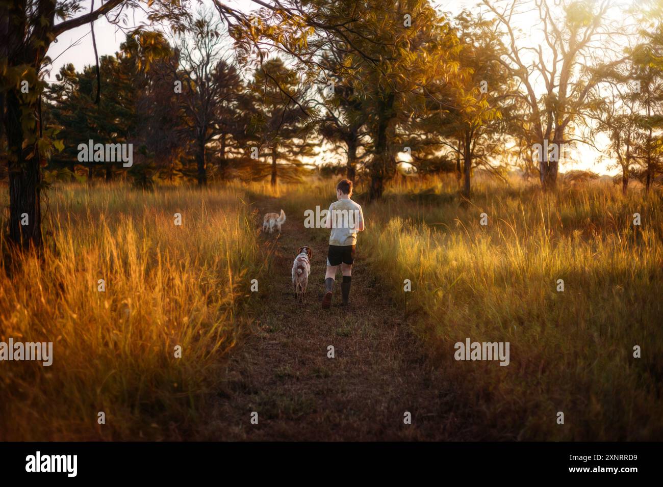 Boy walking golden retriever hi-res stock photography and images - Alamy