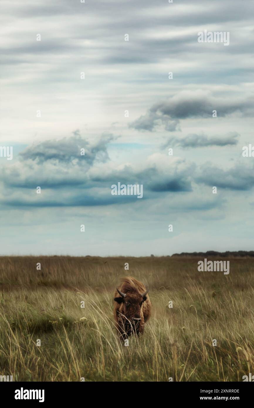American prairie animals hi-res stock photography and images - Alamy