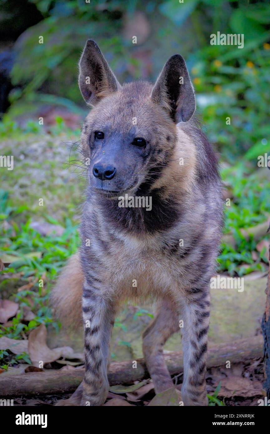 Hyna hi-res stock photography and images - Alamy