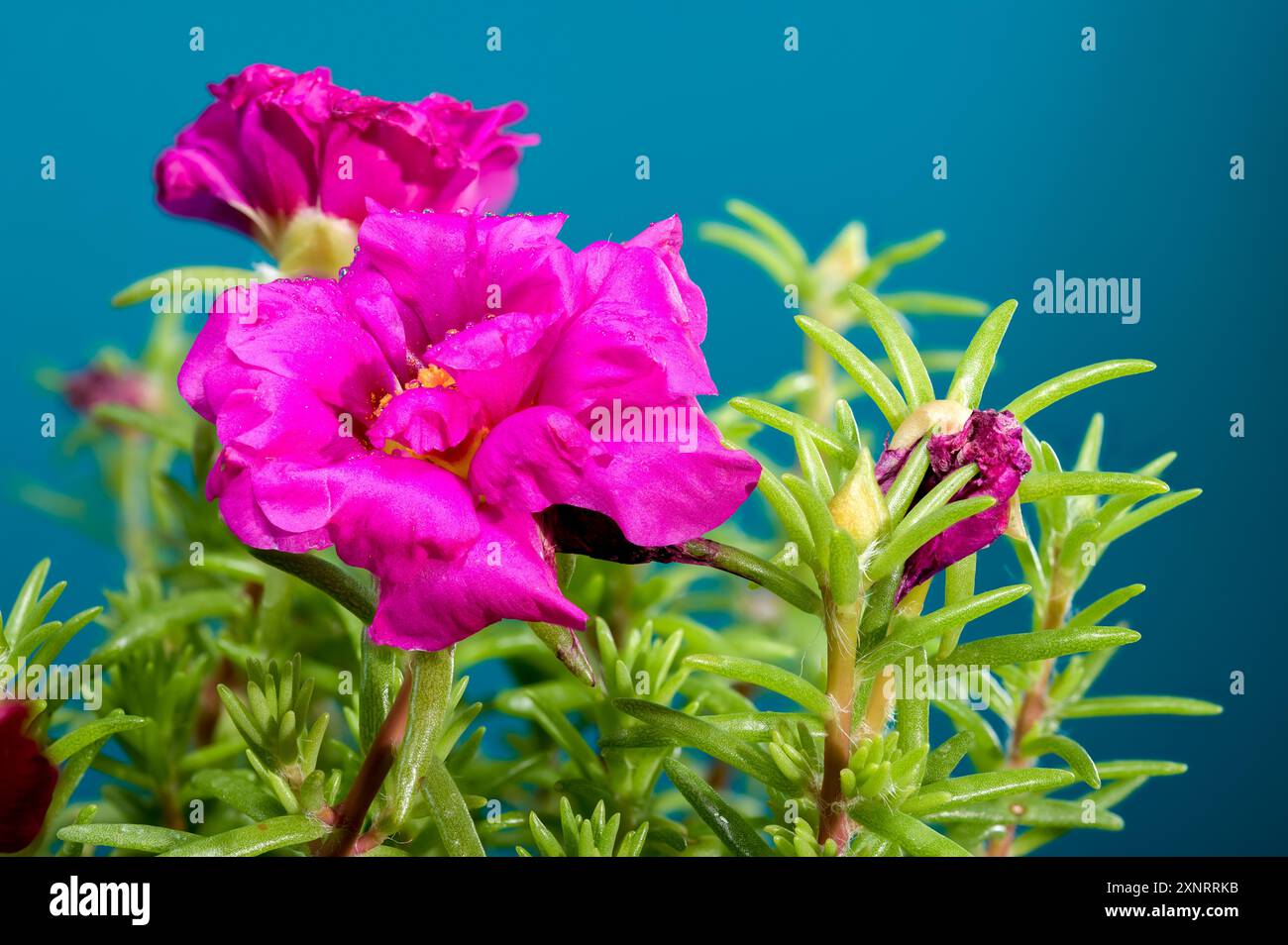 Beautiful portulaca flower blooming colorful hi-res stock photography ...