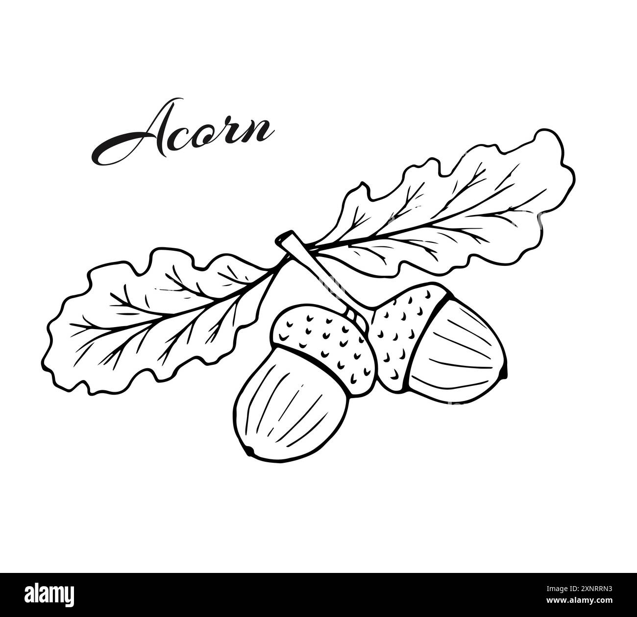 Acorn on a branch. Oak branch with leaves and acorns. sketch vector ...