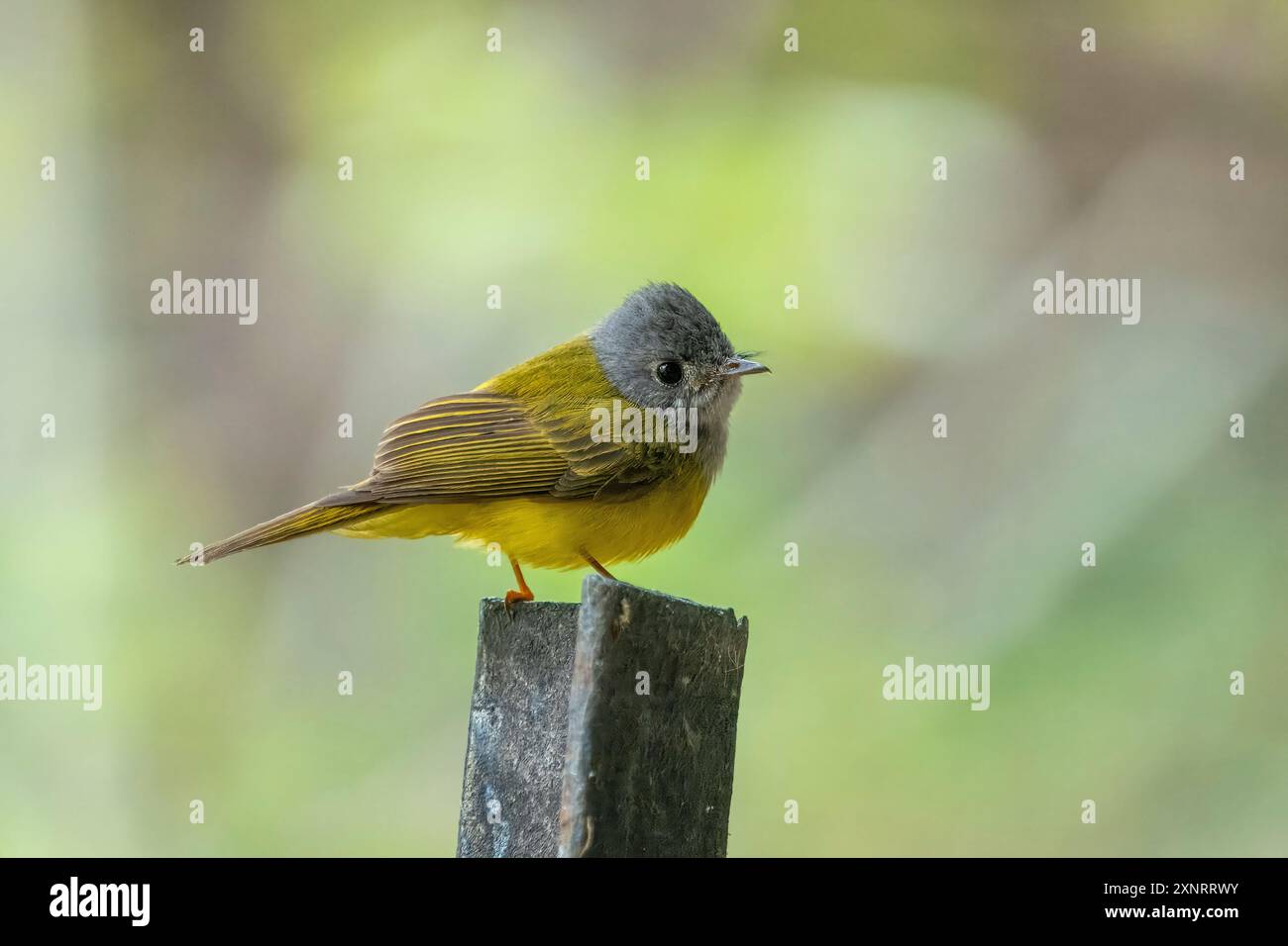 grey-headed canary-flycatcher or Culicicapa ceylonensis in Binsar ...