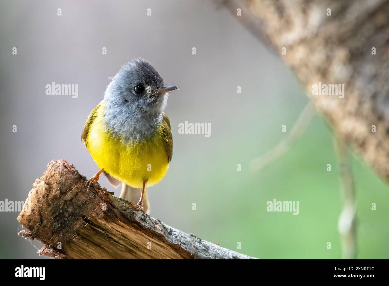 grey-headed canary-flycatcher or Culicicapa ceylonensis in Binsar ...
