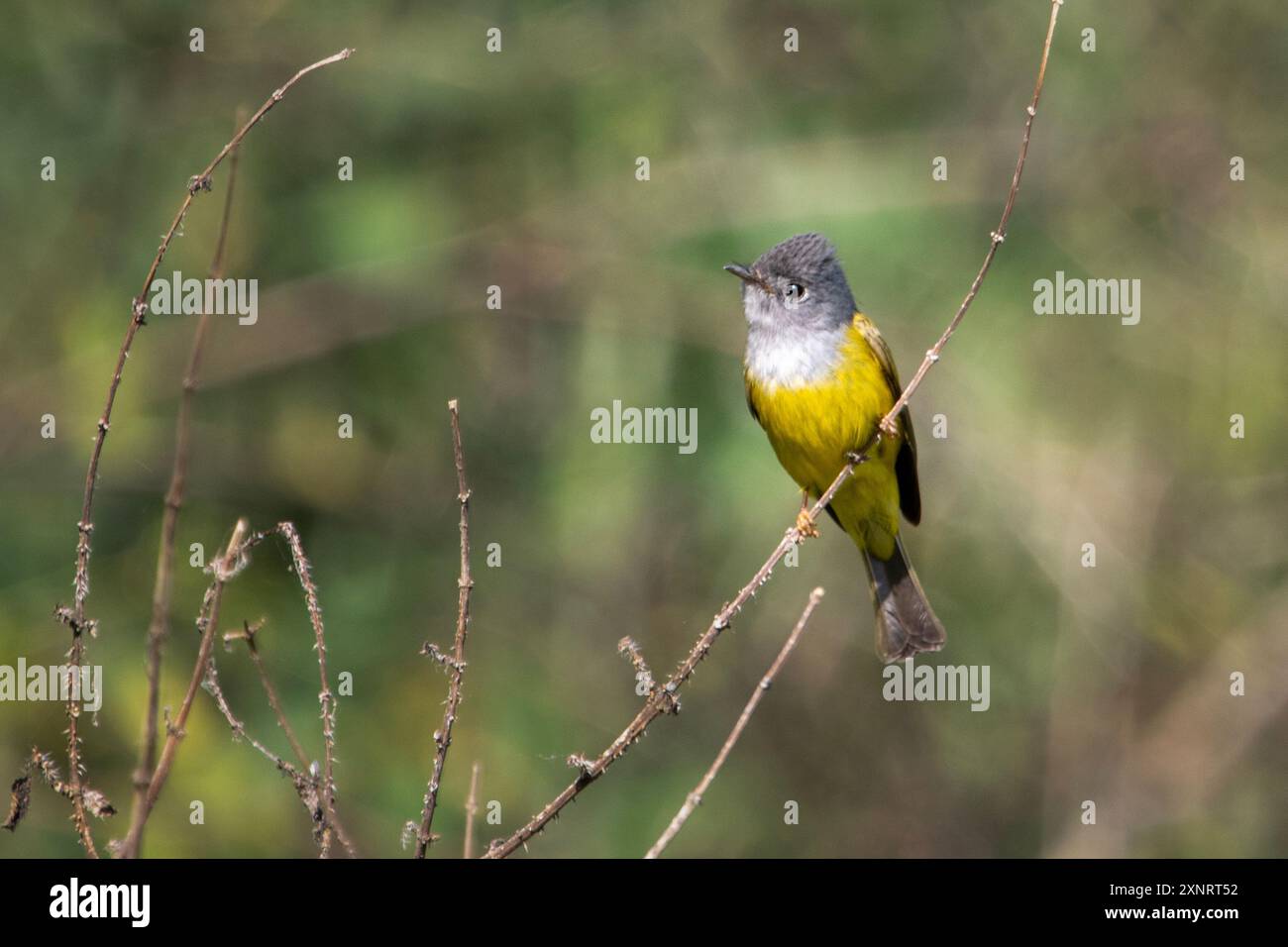 grey-headed canary-flycatcher or Culicicapa ceylonensis in Binsar ...