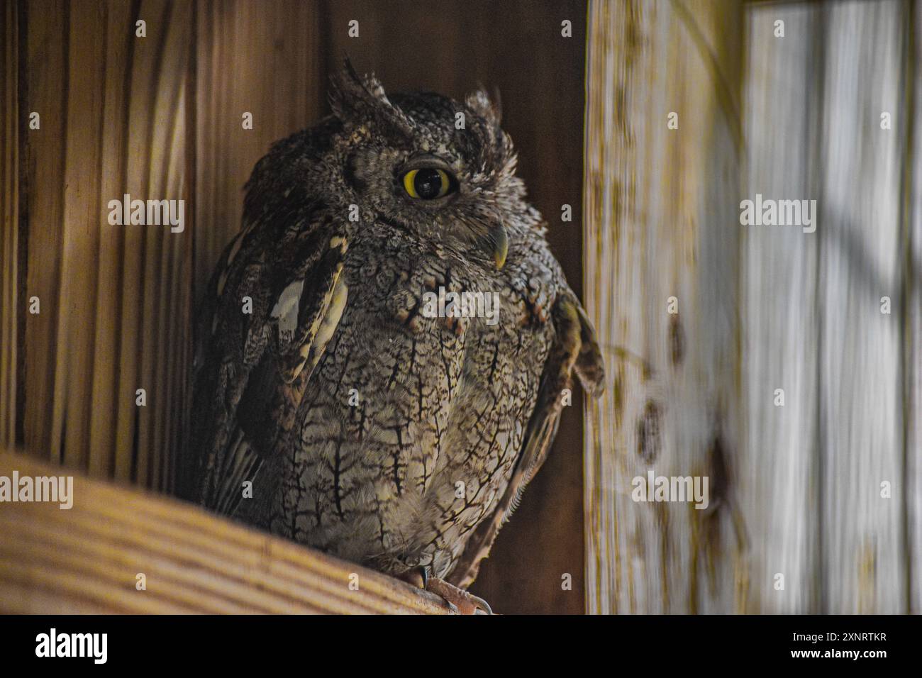 Beautiful One-Eyed Eastern Screech Owl Stock Photo - Alamy