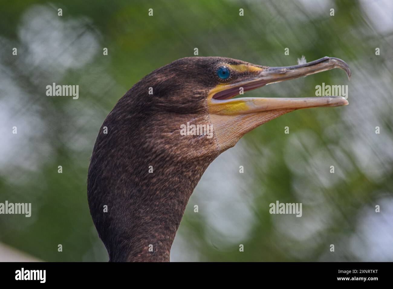 Blue Eyed Neotropic Cormorant Beauty Stock Photo - Alamy