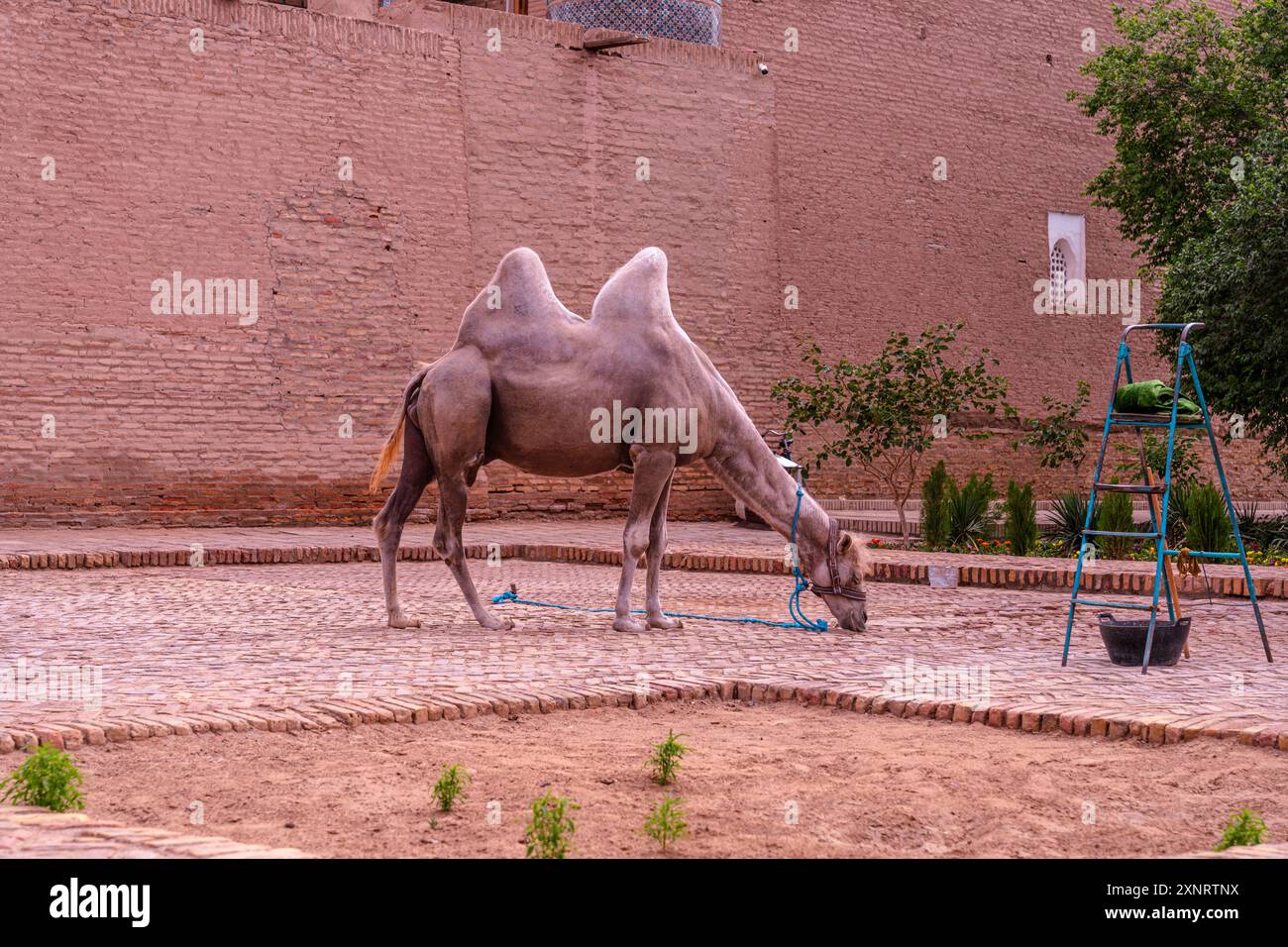 A camel is eating in front of a brick wall Stock Photo - Alamy