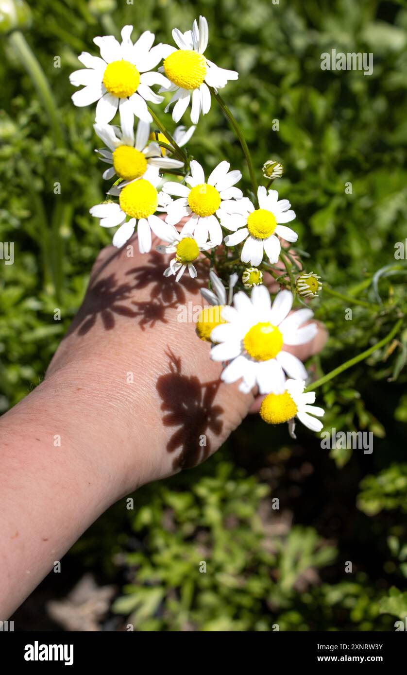 Hand holding a bunch of chamomile with their shadows cast on the skin ...