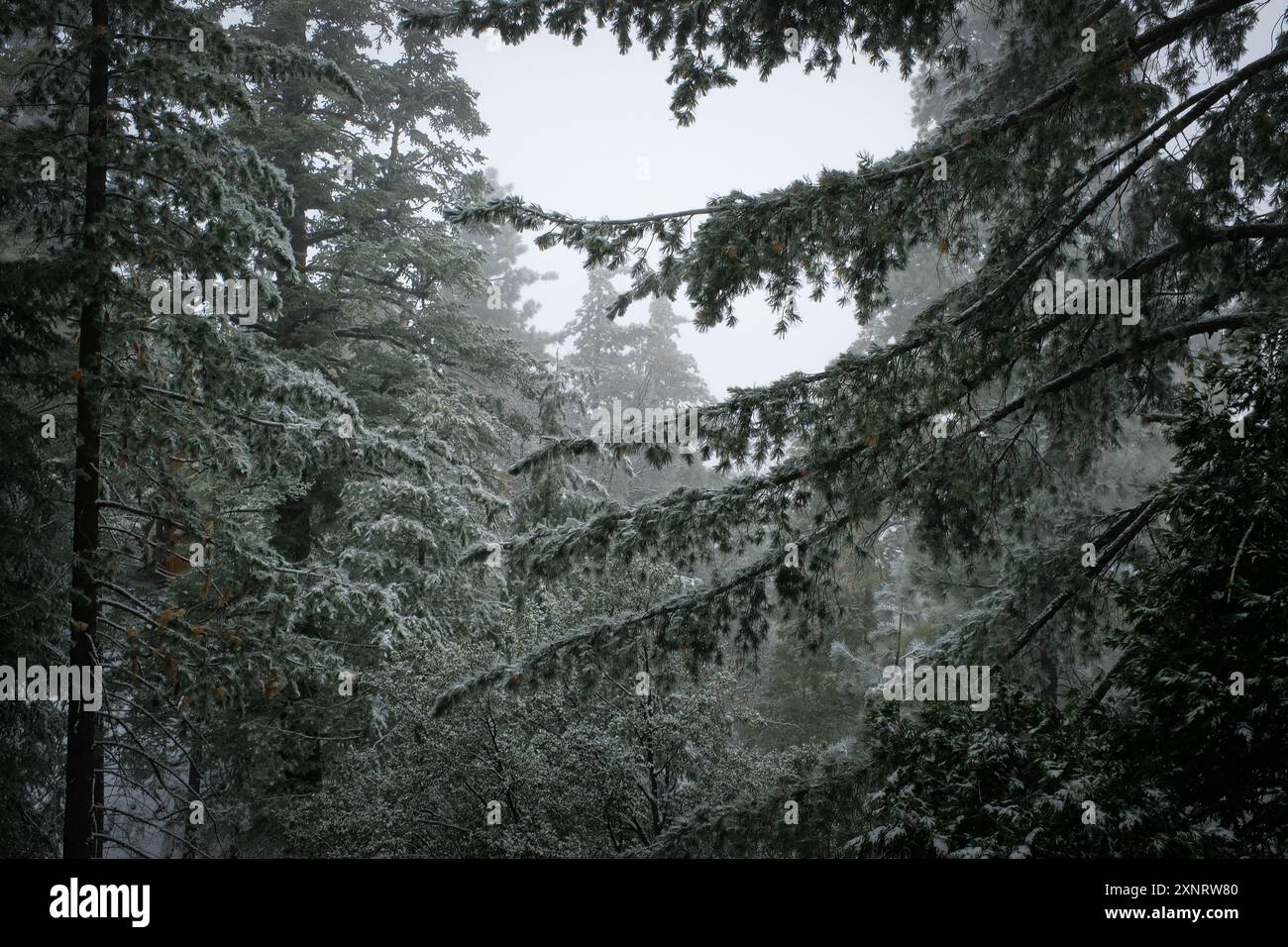 Idyllwild pine trees hi-res stock photography and images - Alamy
