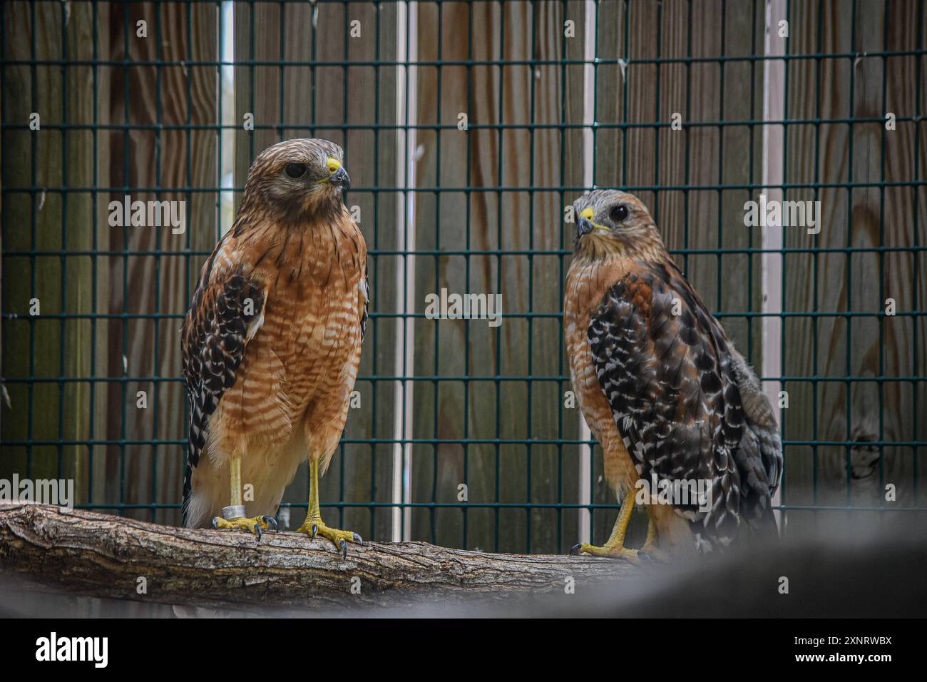 Red sholder hi-res stock photography and images - Alamy
