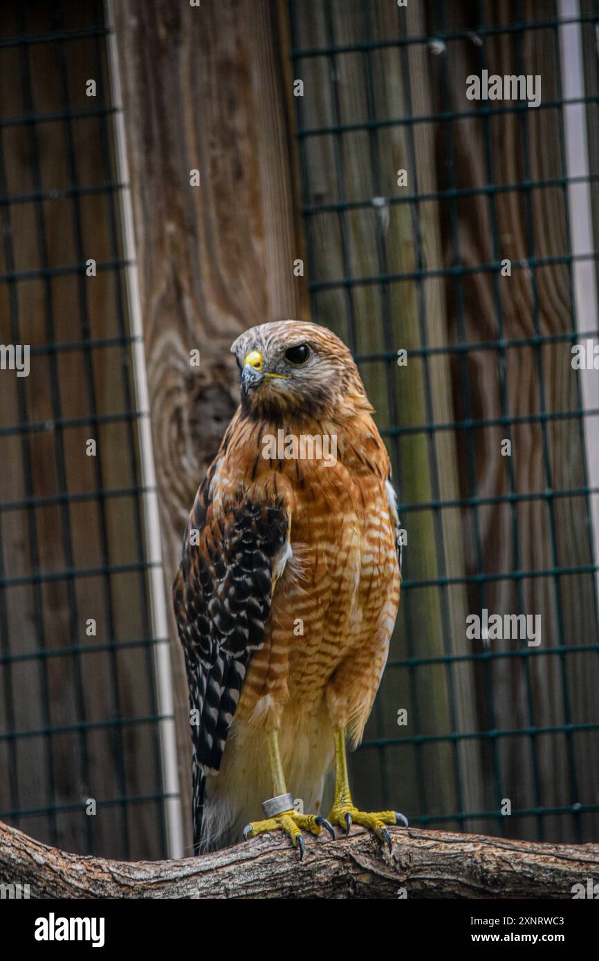 Red sholder hi-res stock photography and images - Alamy