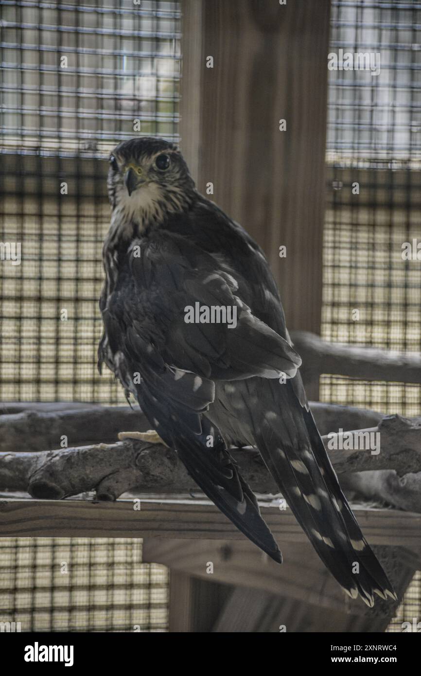 Merlin the wizard hi-res stock photography and images - Alamy