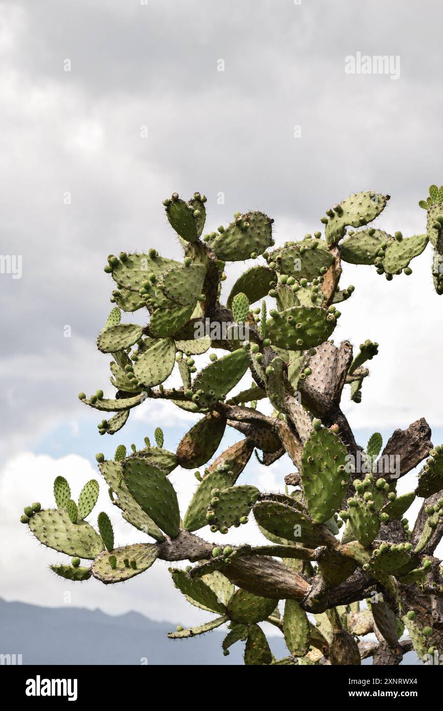 Mexican old gren cactus plant with native fruit in Oaxaca Stock Photo ...