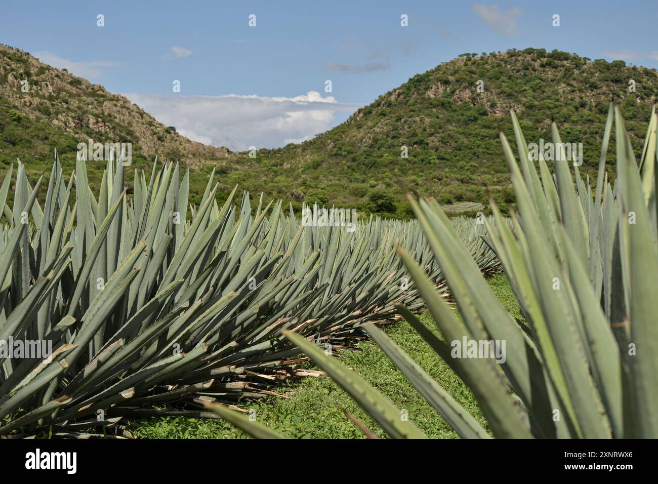 Oaxaca, Mezcal agave field. Mexican agave plantation Stock Photo - Alamy
