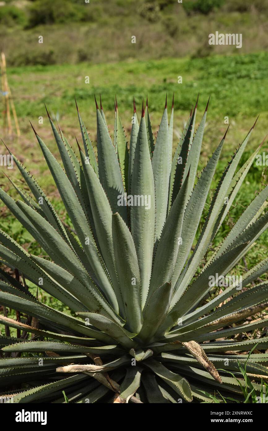 Close-up to Agave cactus plant for Mezcal in Oaxaca, Mexico Stock Photo ...