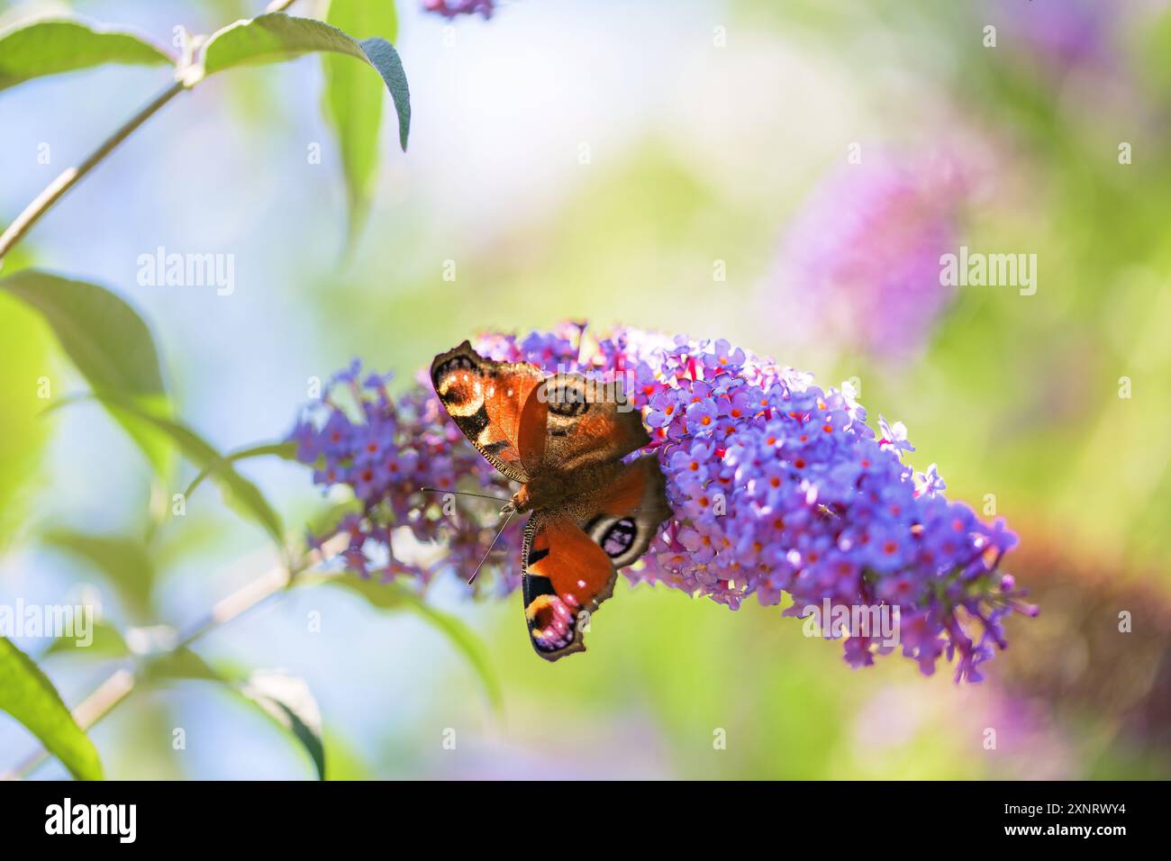A Peacock Butterfly extracting the pollen from a purple Buddleia flower ...