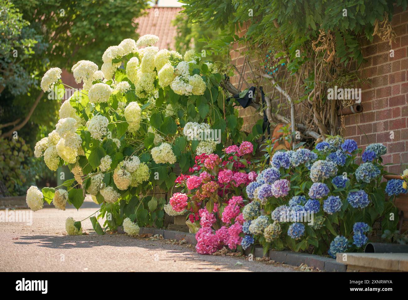 A trio of Hydrangea shrubs, blossoming in their respective blue, pink ...