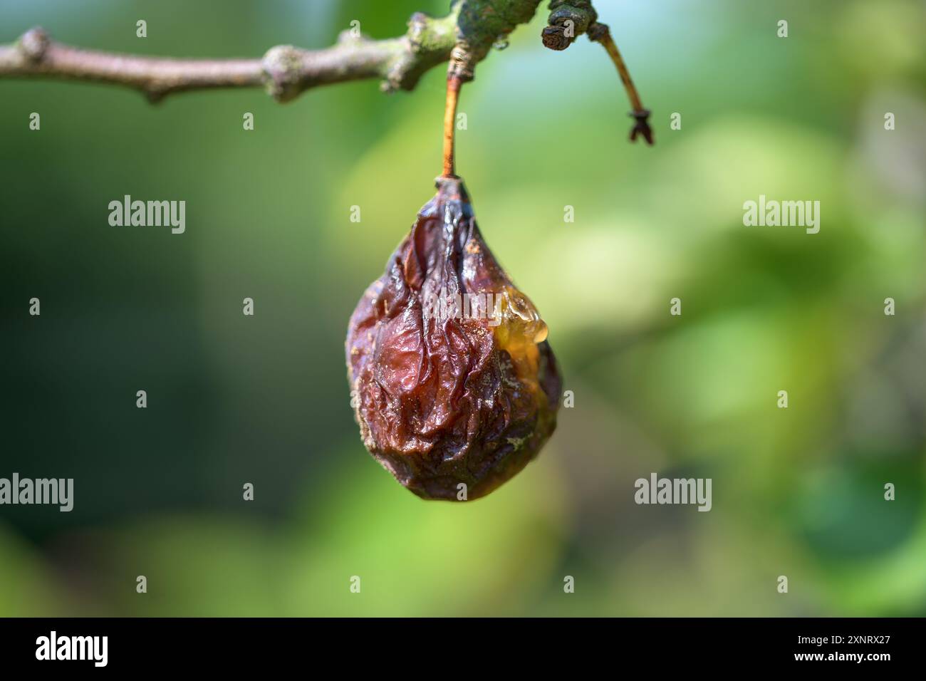 A single decaying plum, Prunus domestica, with sap oozing from it ...