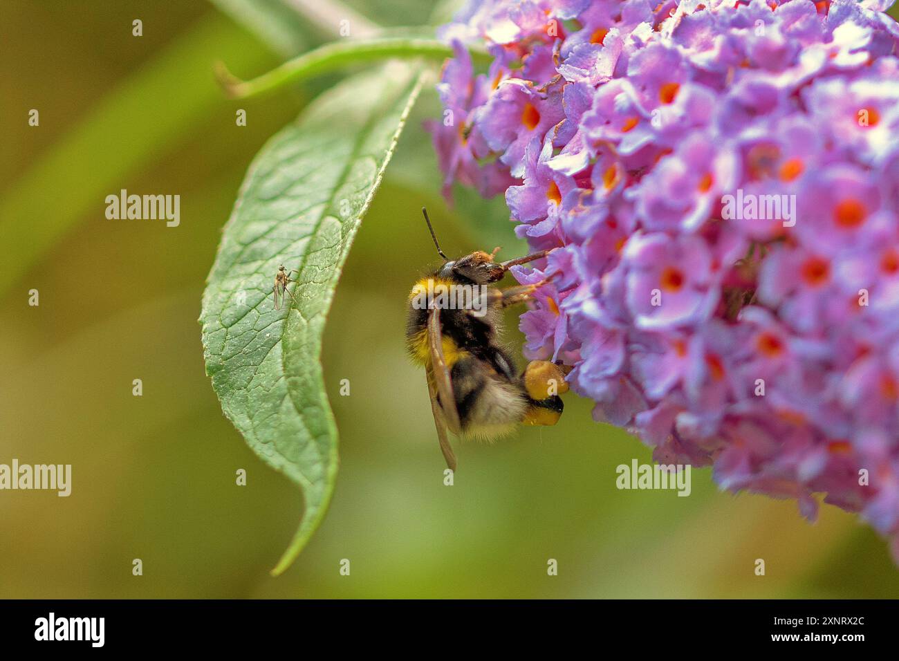 A honeybee extracting pollen from a purple flowering buddleia with its ...