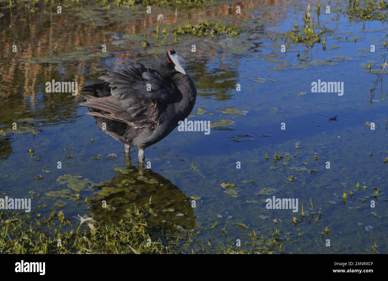 Bobs dam hi-res stock photography and images - Alamy