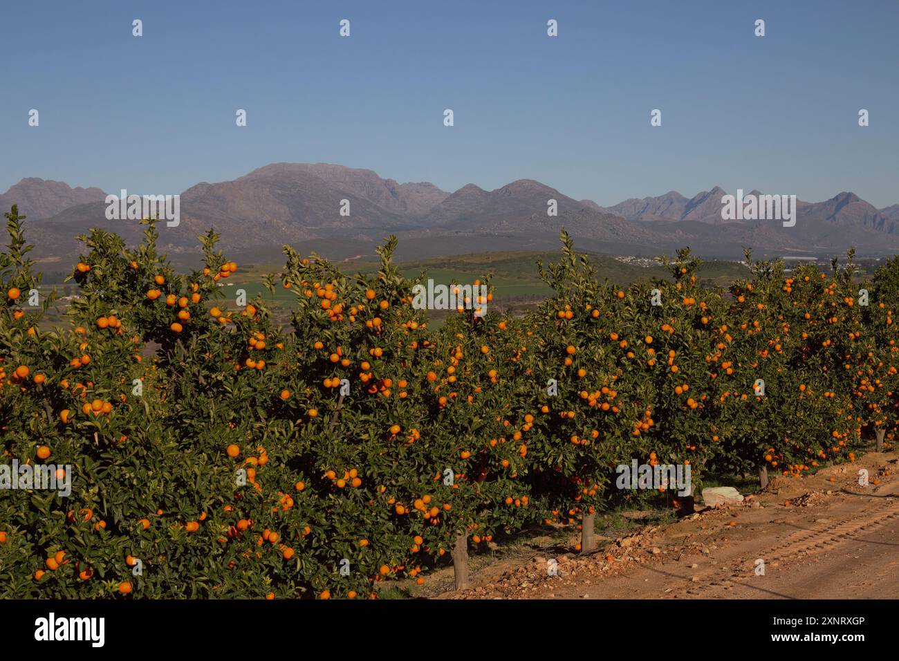 Citrus trees on N7 near Citrusdal in West Coast area Stock Photo - Alamy