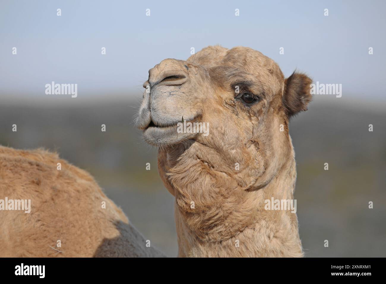 Head of male camel (Camelus dromedarius) with one hump at the West ...