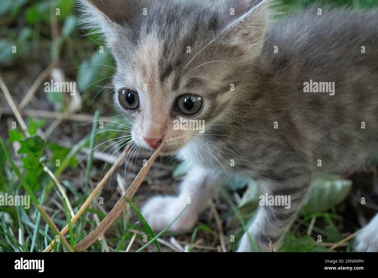 Scared little tabby kitten hi-res stock photography and images - Alamy