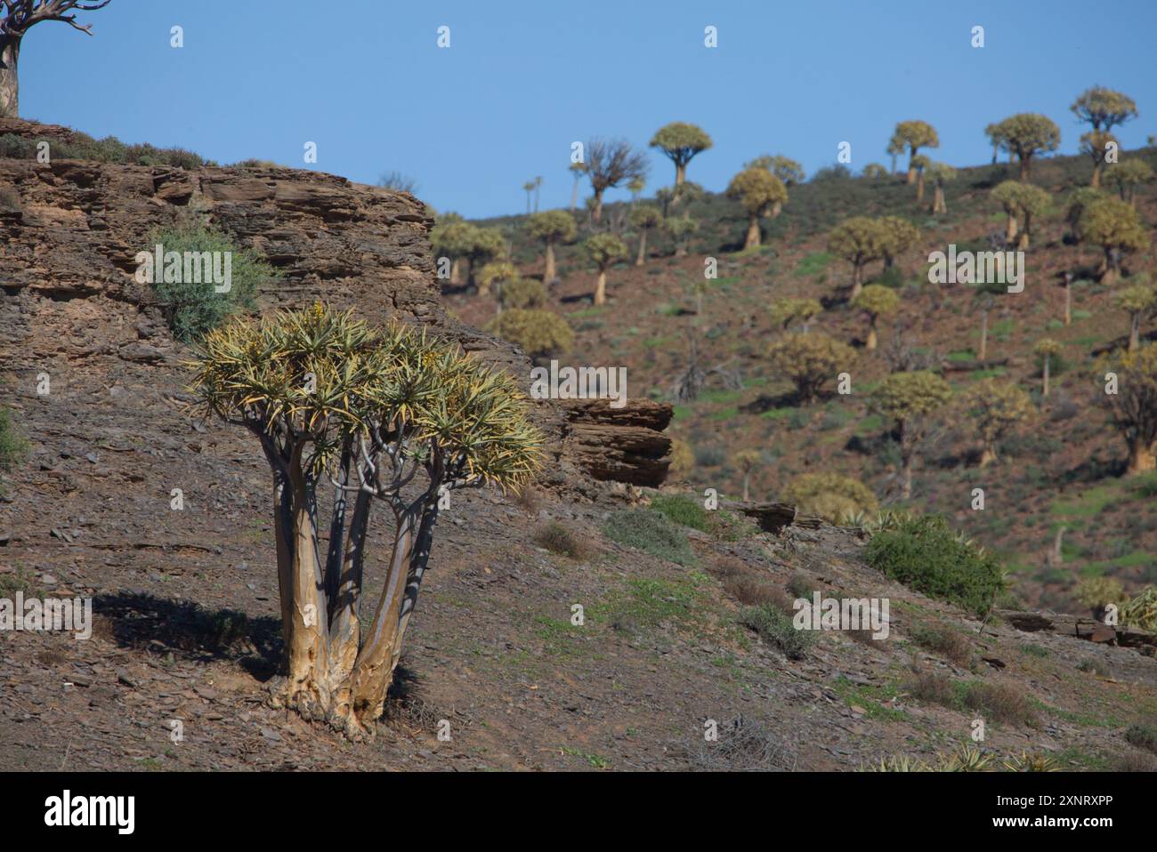 Quiver tree forest between Nieuwoudtville and Loeriesfontein in ...