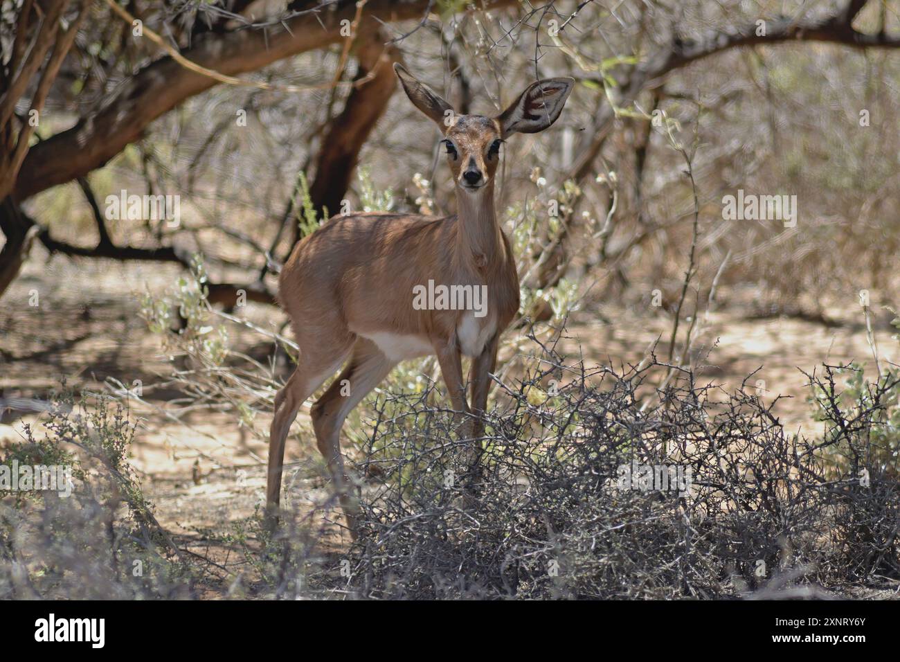 Steenbuck female hi-res stock photography and images - Alamy