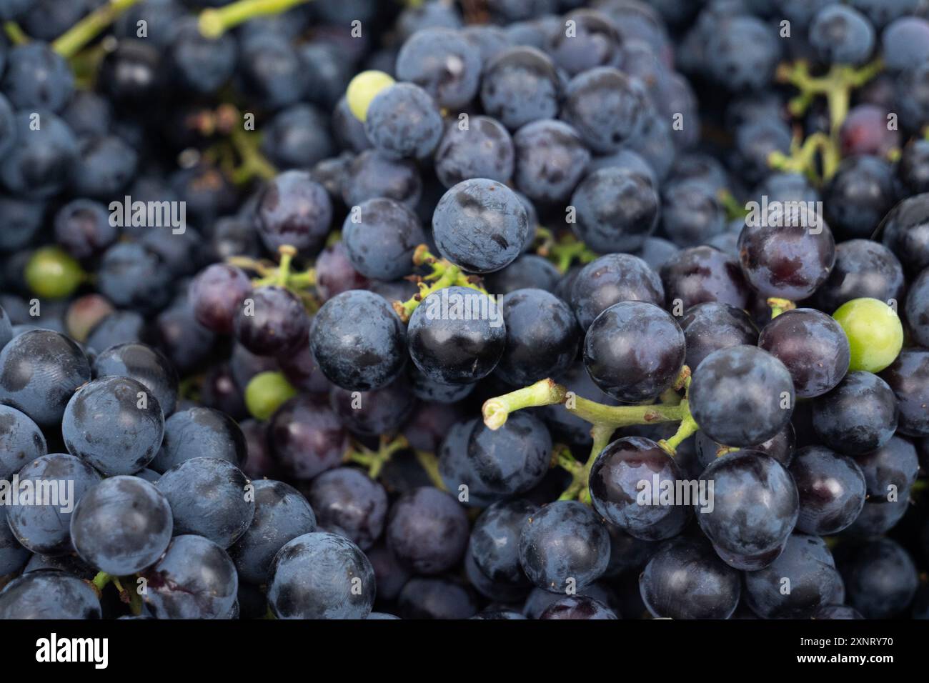 blue grape variety for wine Stock Photo - Alamy