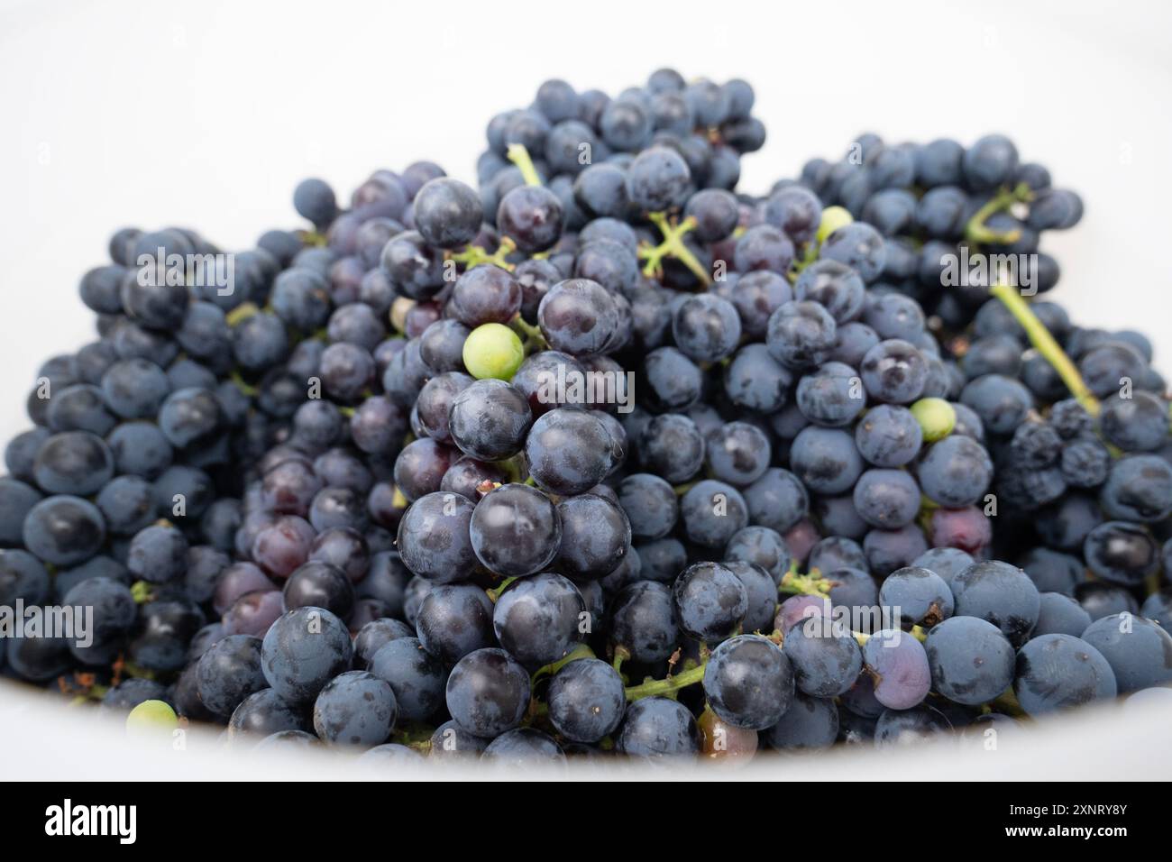blue grape variety for wine Stock Photo - Alamy
