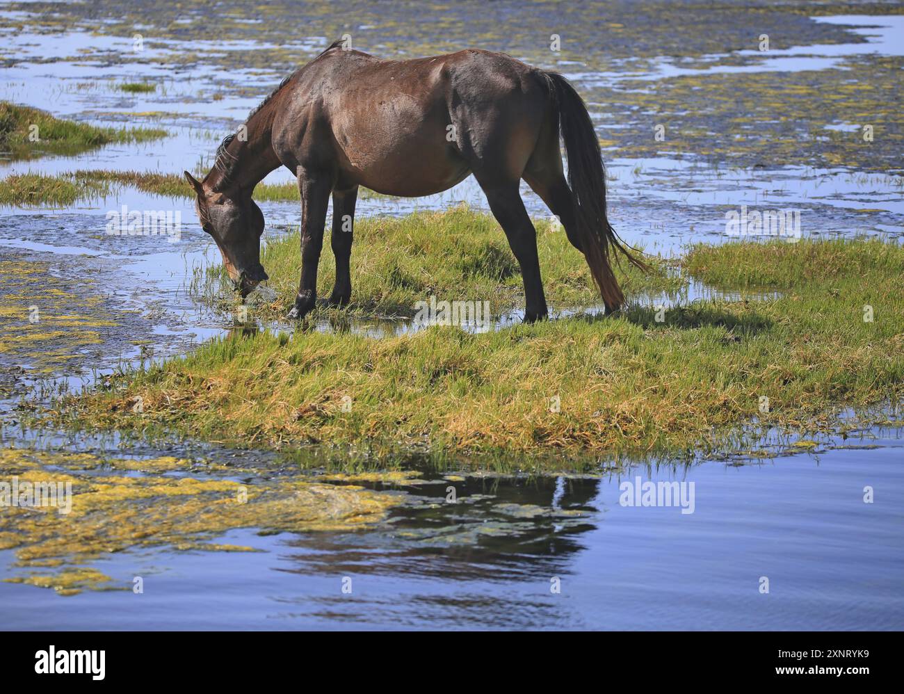 Herd wild horses roaming through hi-res stock photography and images - Alamy