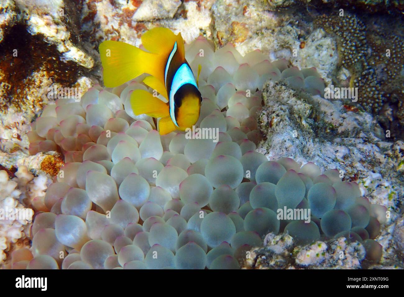 clown fishes in the Red Sea as nice background Stock Photo - Alamy