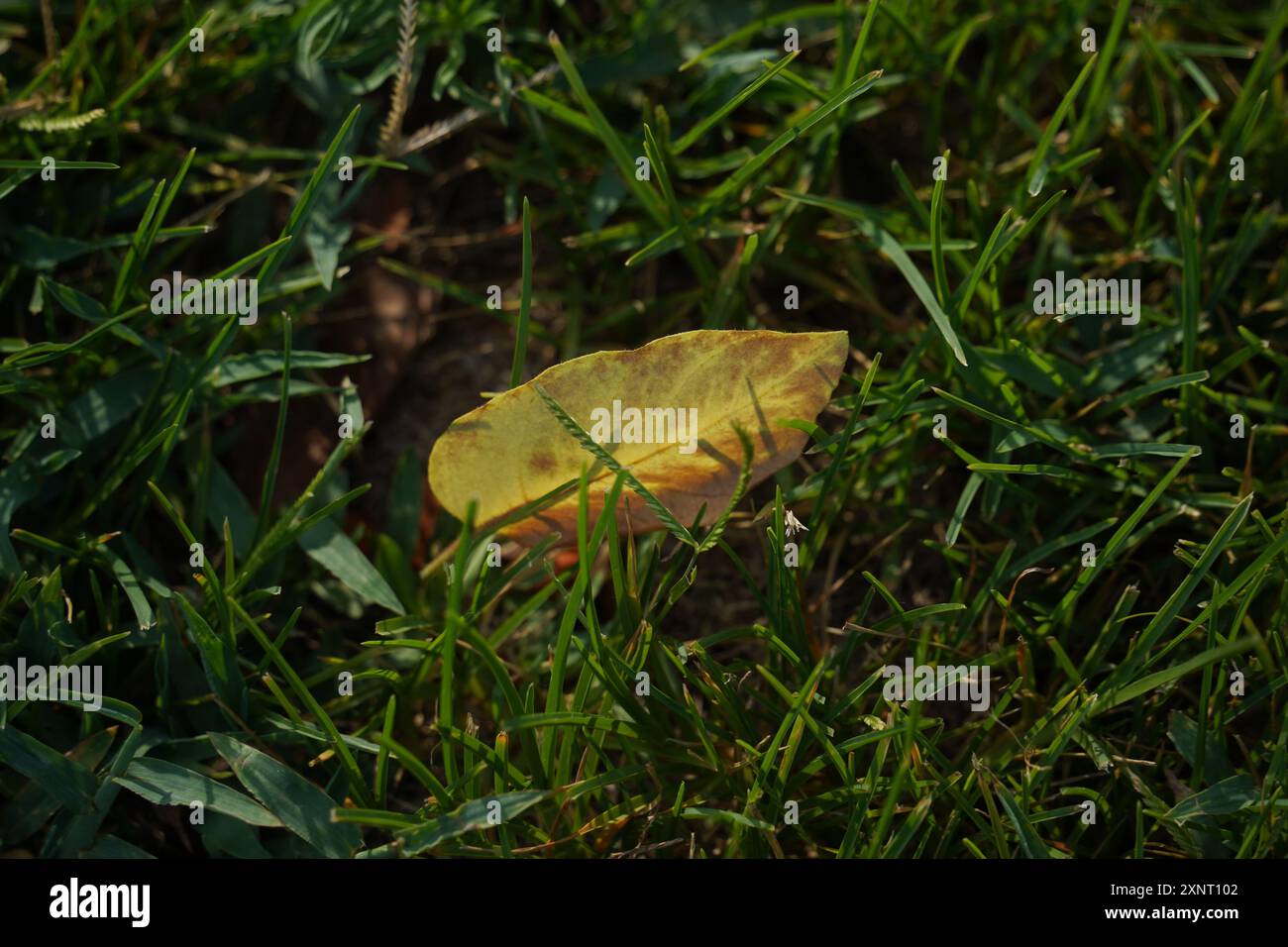 The dried leave fallen on the grass. Dead brawn Leaf Stock Photo - Alamy