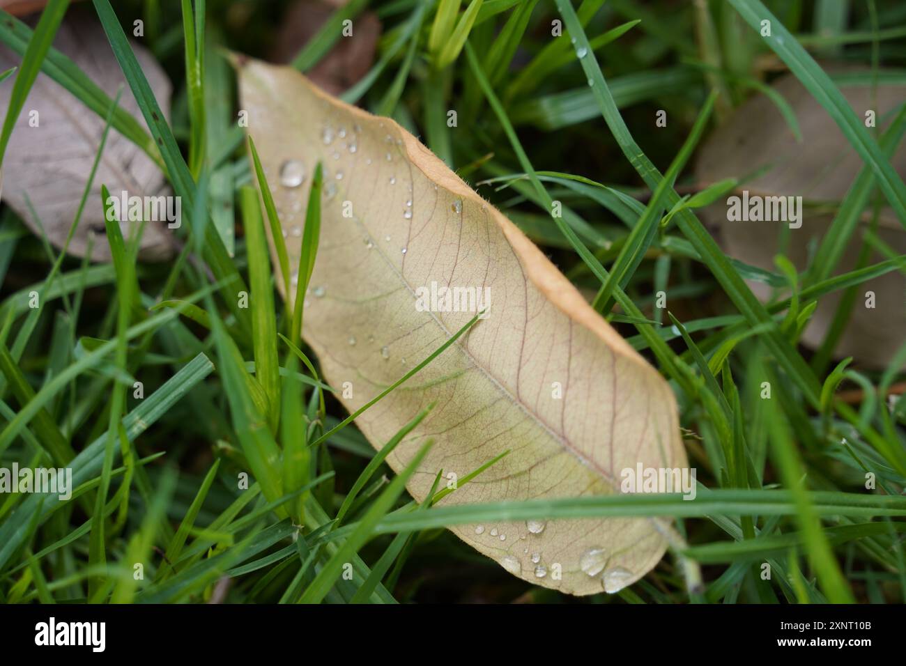 The dried leave fallen on the grass. Dead brawn Leaf Stock Photo - Alamy