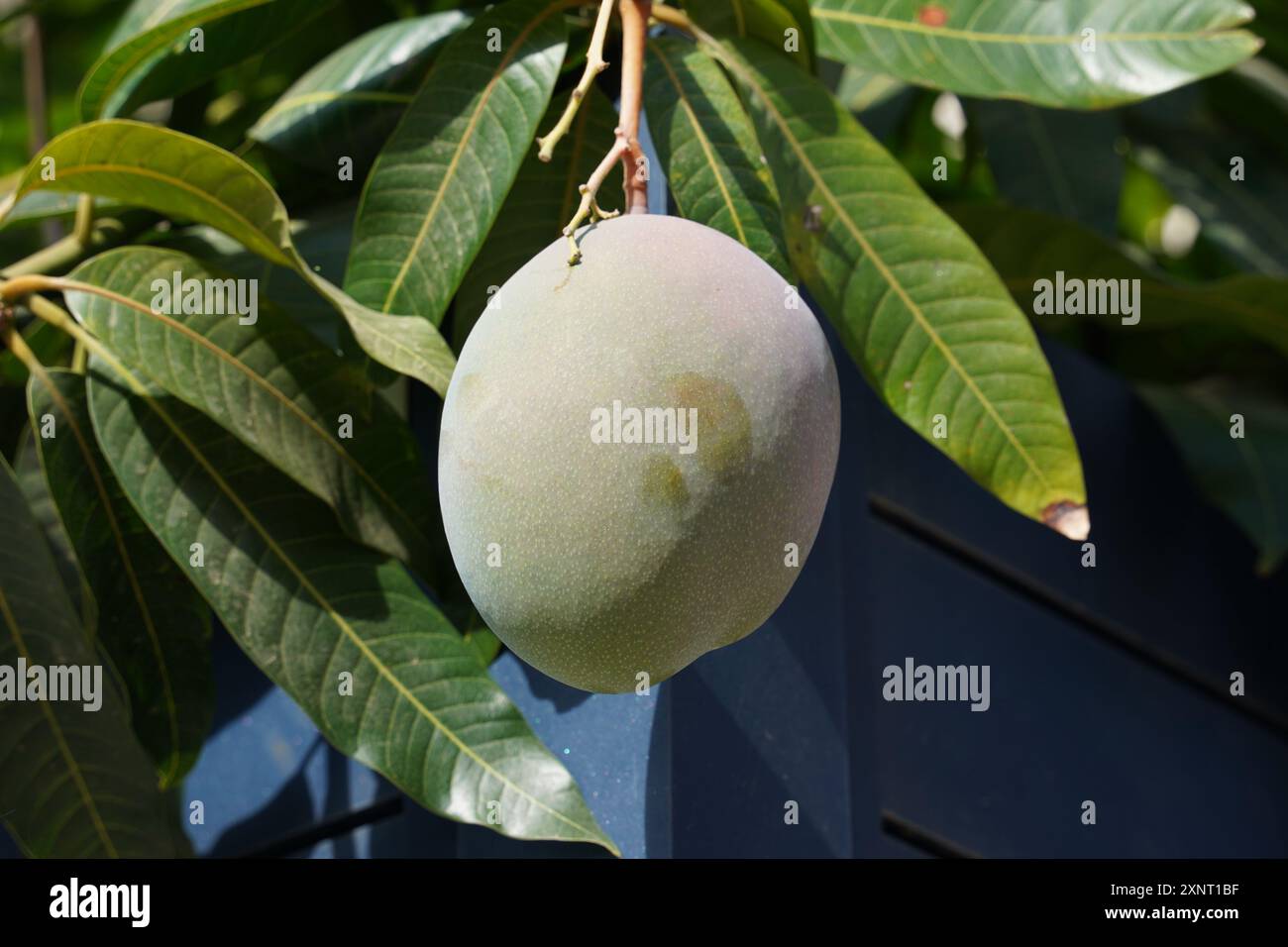 Fresh mango fruit growing on a mango tree Stock Photo - Alamy