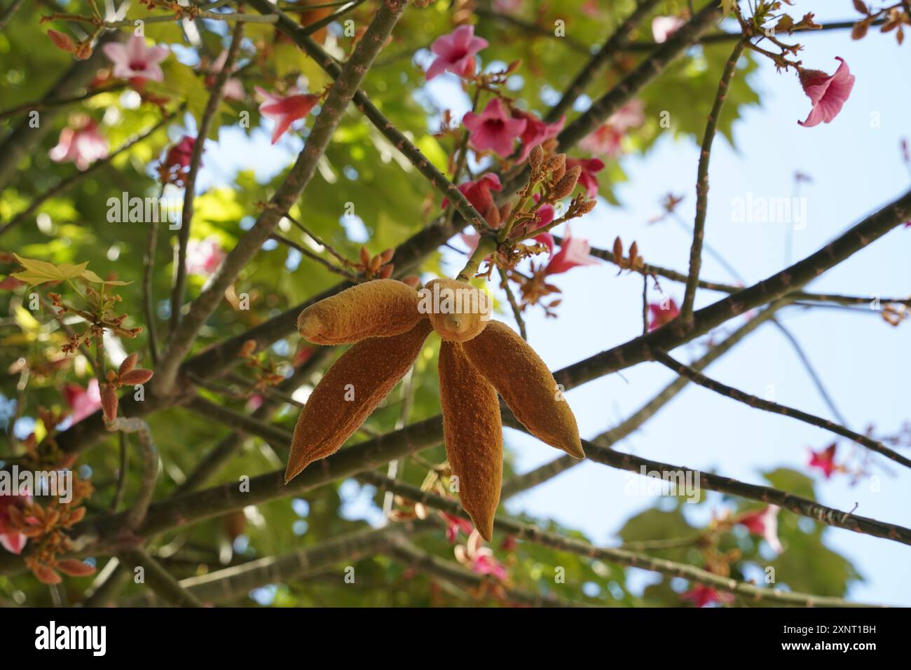 Queen queensland lace bark hi-res stock photography and images - Alamy