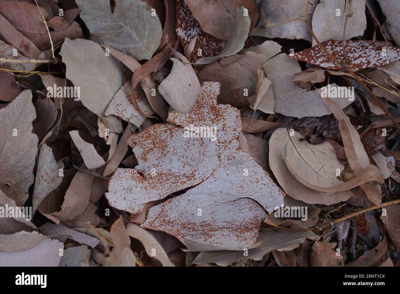 Dry leaf litter or organic waste from fallen leaves on the ground Stock ...