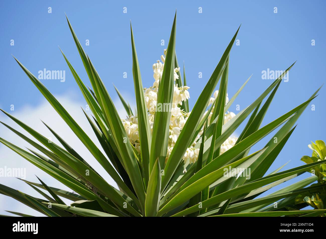 Yucca plant also known as Adam's needle, common yucca Stock Photo - Alamy